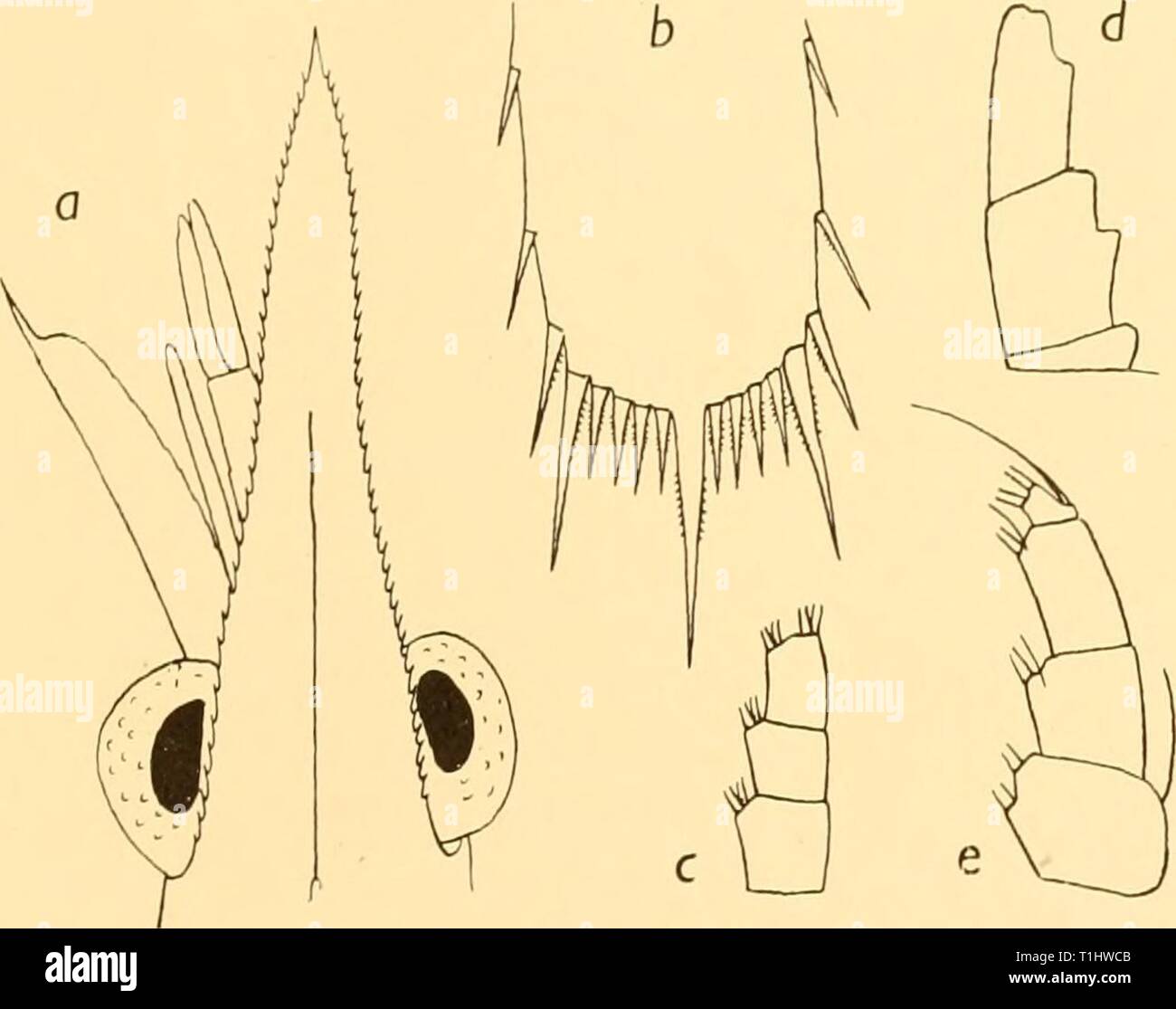 Discovery reports (1938) Discovery reports discoveryreports17inst Year ...