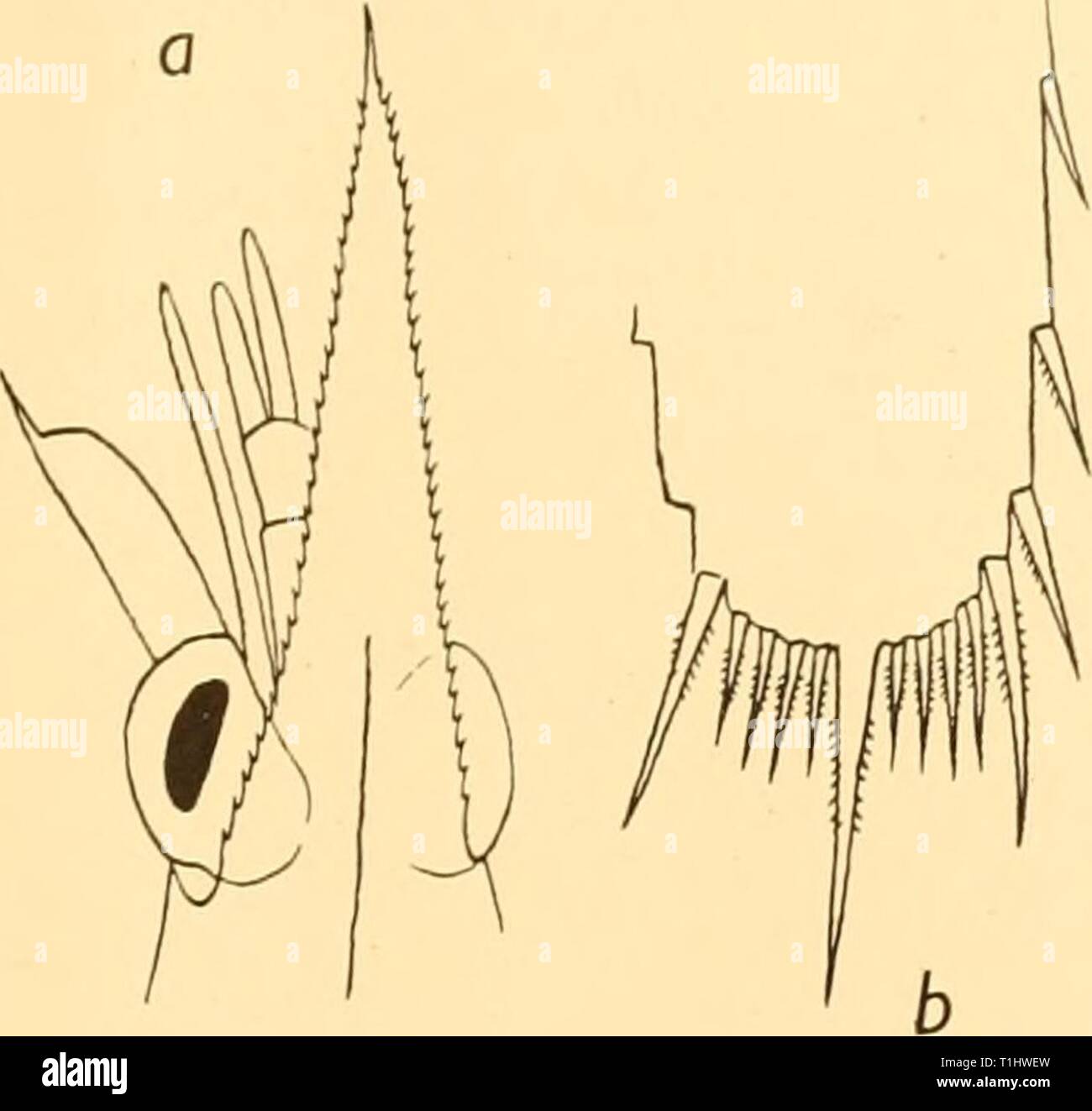 Discovery reports (1938) Discovery reports discoveryreports17inst Year ...