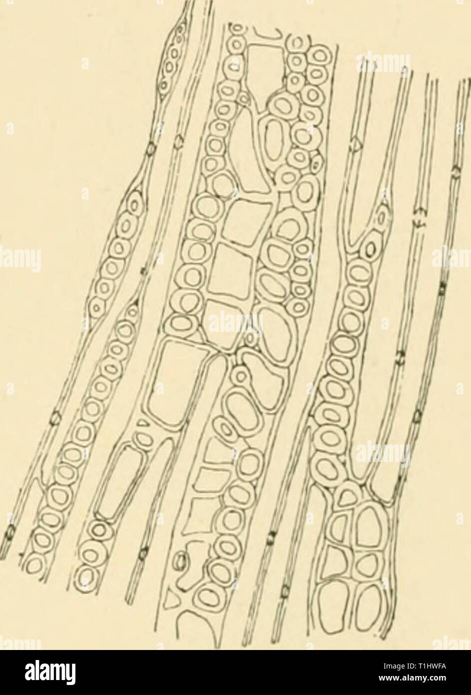 Tangential cross section hi-res stock photography and images - Alamy