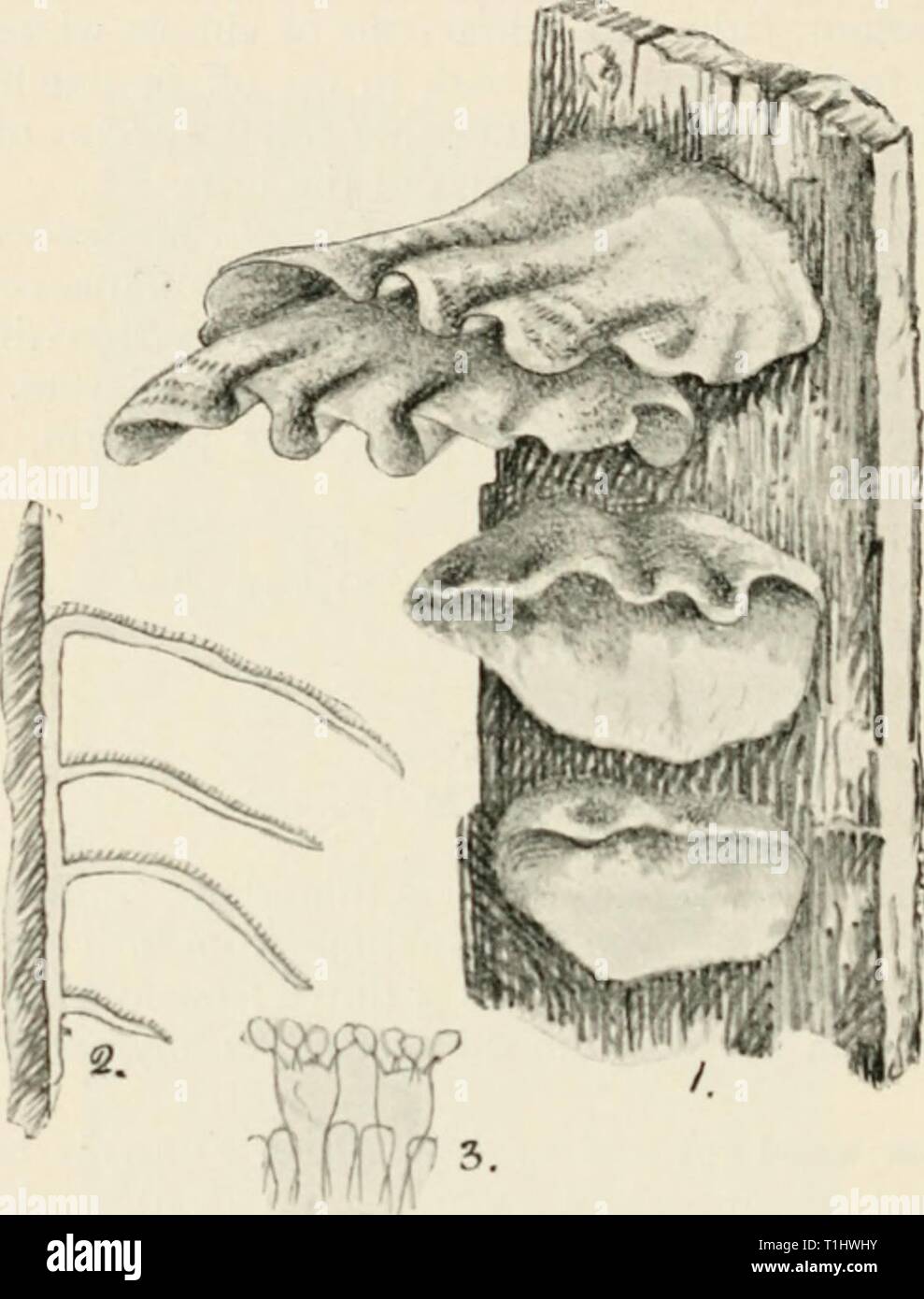 Elliptical spores hi-res stock photography and images - Alamy