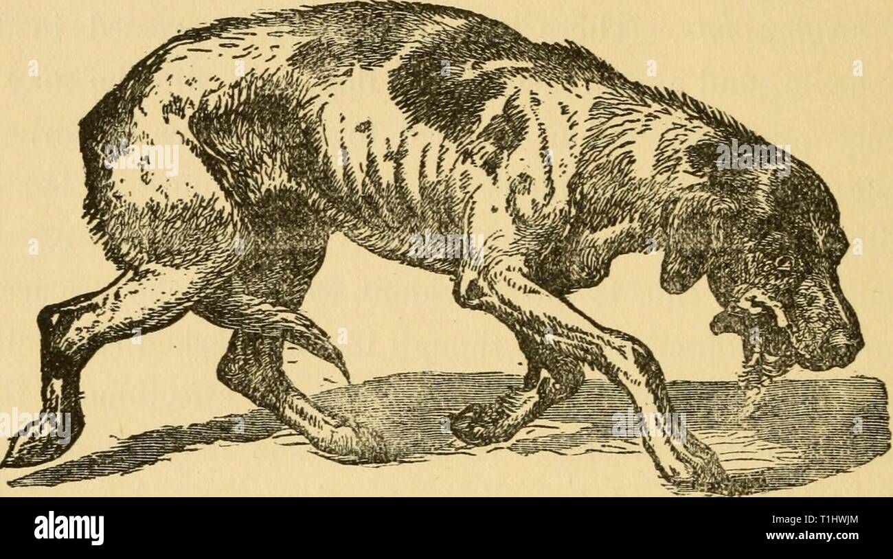 Diagnosis rabies hi-res stock photography and images - Alamy