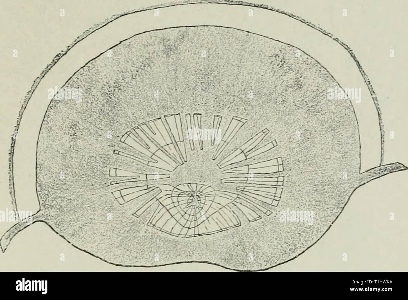 Medullary rays hi-res stock photography and images - Alamy