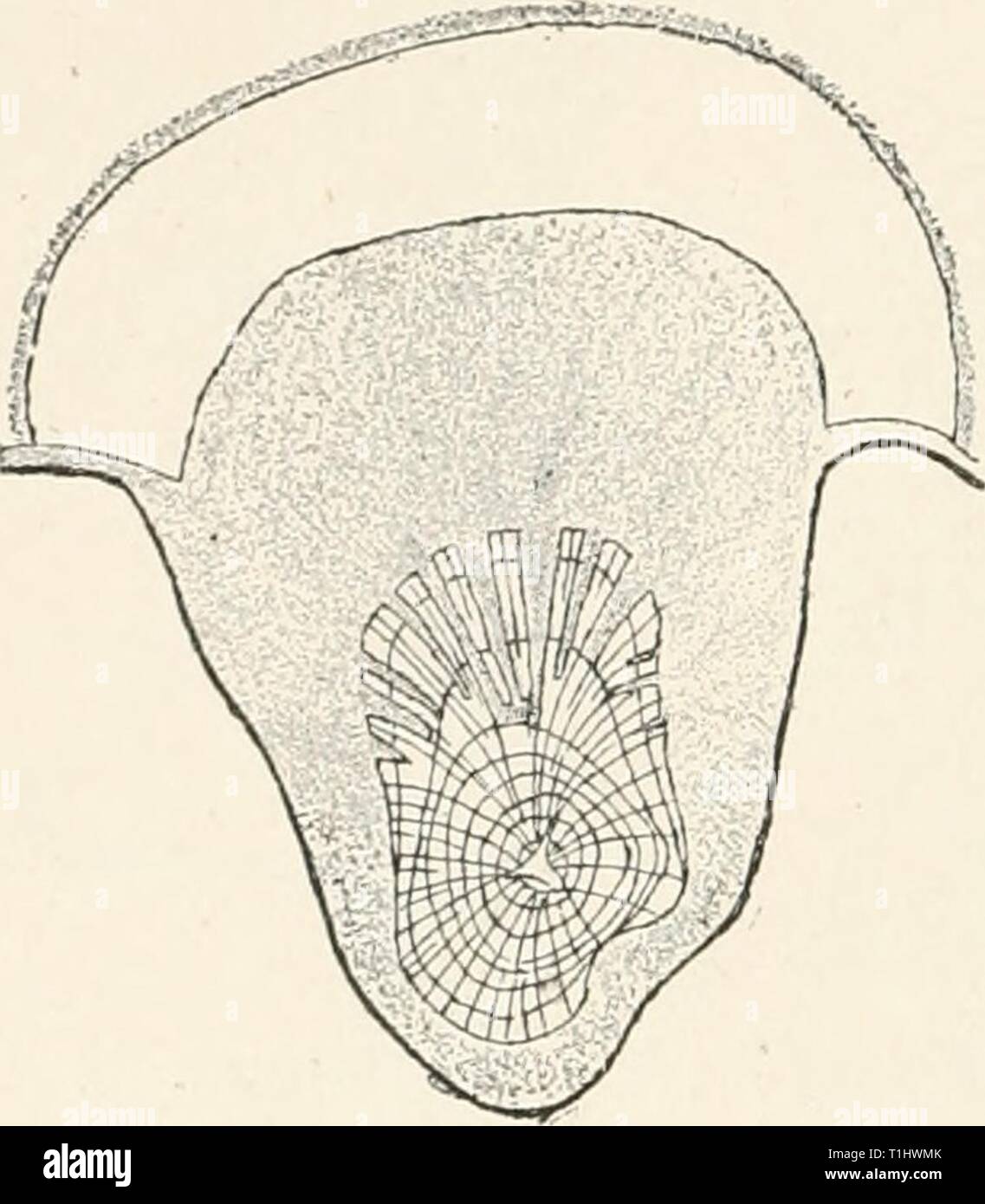 Medullary rays hi-res stock photography and images - Alamy