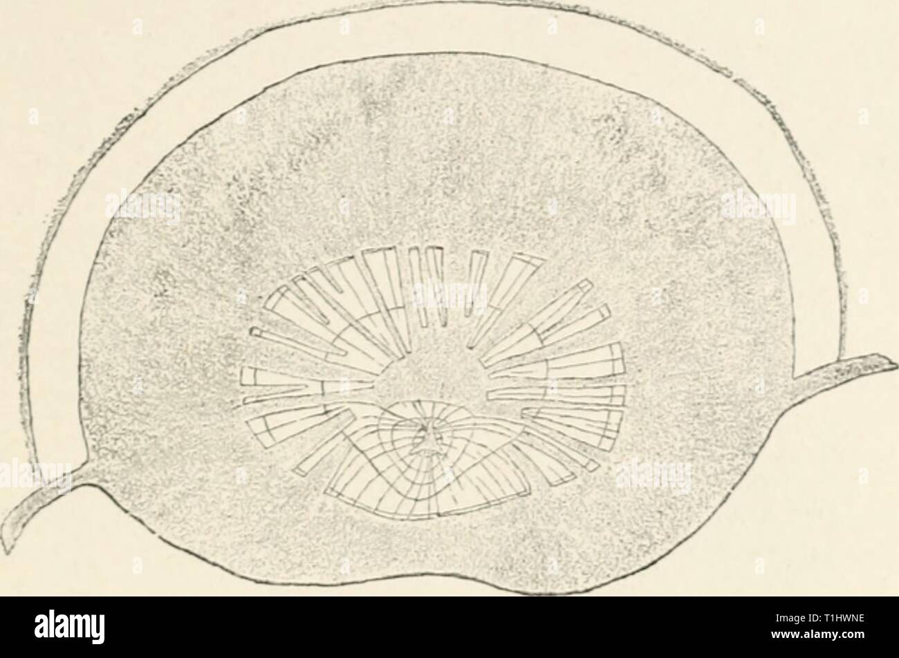 Medullary rays hi-res stock photography and images - Alamy