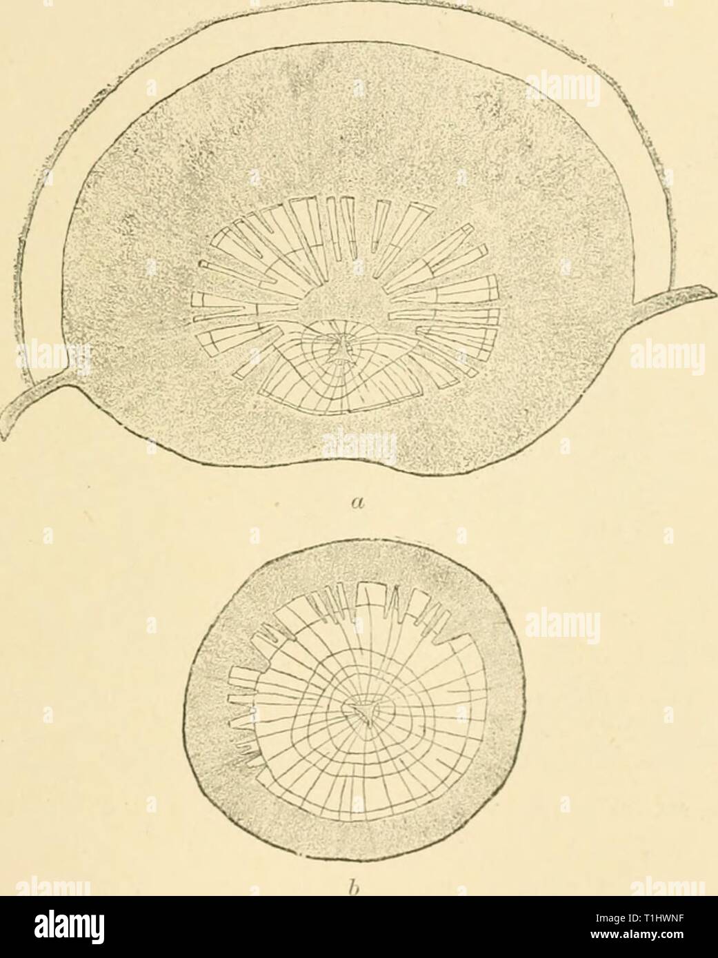 Medullary Rays High Resolution Stock Photography and Images - Alamy