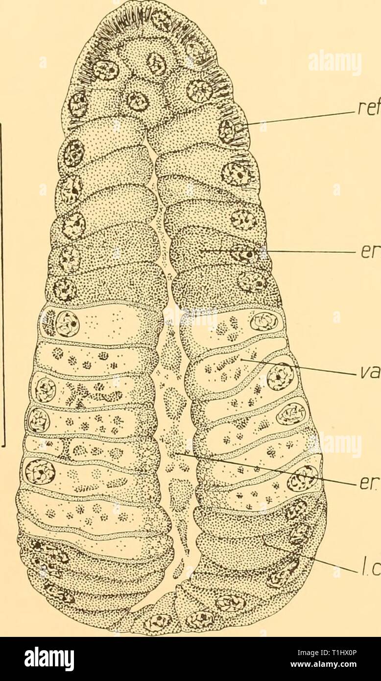 Columnar cell hi-res stock photography and images - Alamy