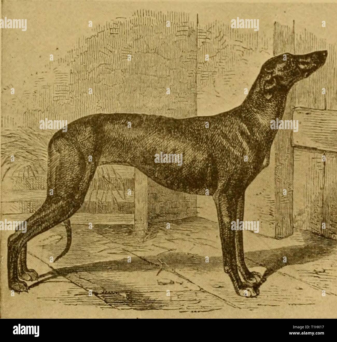 The dog book a The dog book : a popular history of the dog, with ...