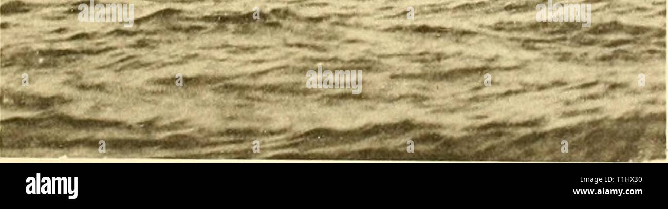 Discovery reports (1954) Discovery reports discoveryreports26inst Year ... Discovery reports (1954) Discovery reports discoveryreports26inst Year ...