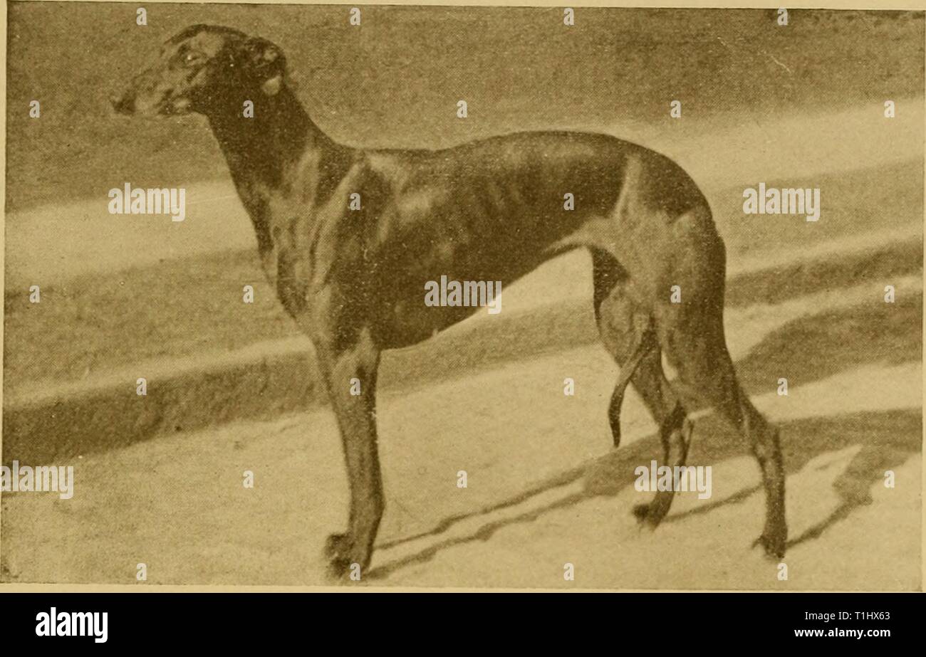 The dog book a The dog book : a popular history of the dog, with ...