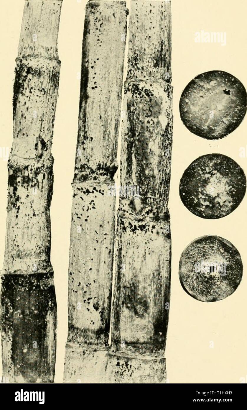 Diseases of crop-plants in the Diseases of crop-plants in the Lesser ...