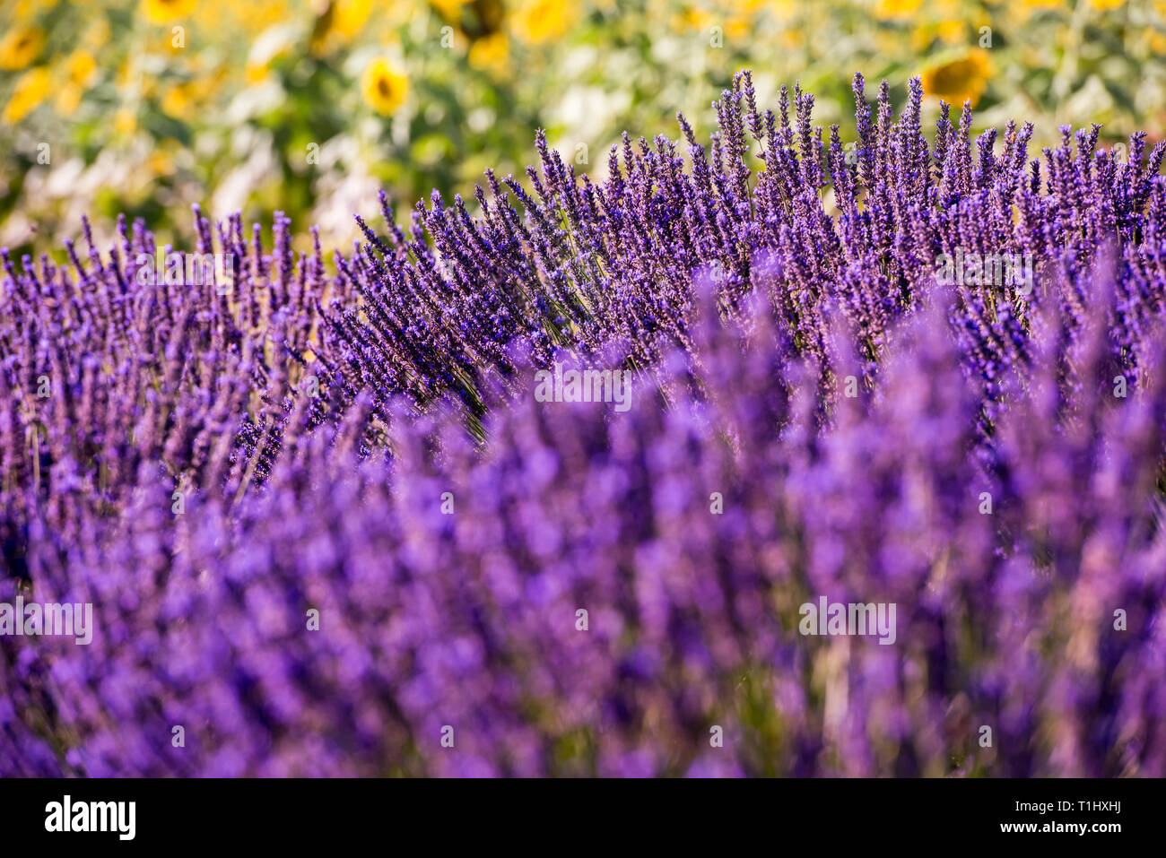 Close up Bushes of lavender purple aromatic flowers at lavender field in summer near valensole ...
