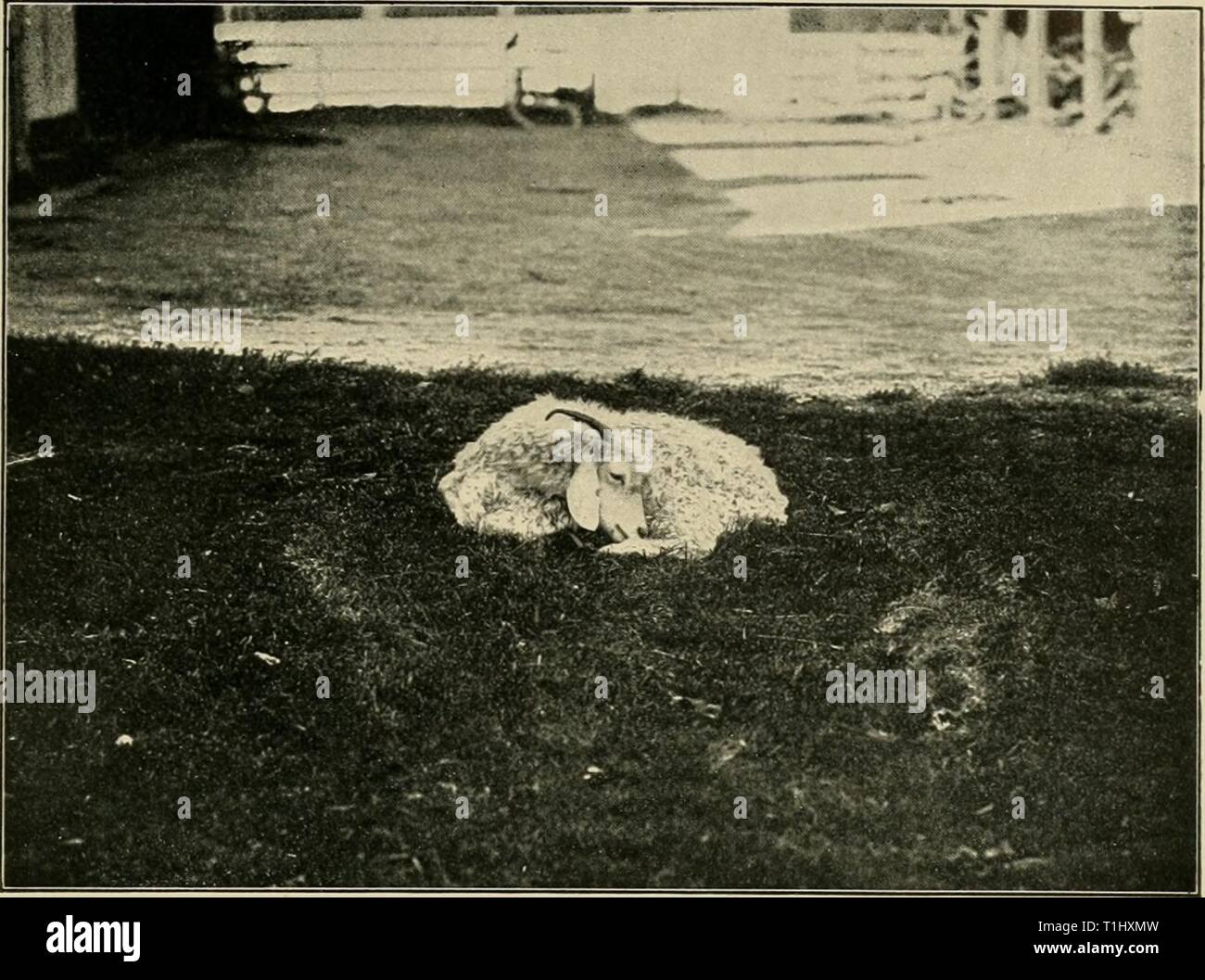 Diseases of cattle, sheep, goats Diseases of cattle, sheep, goats and ...