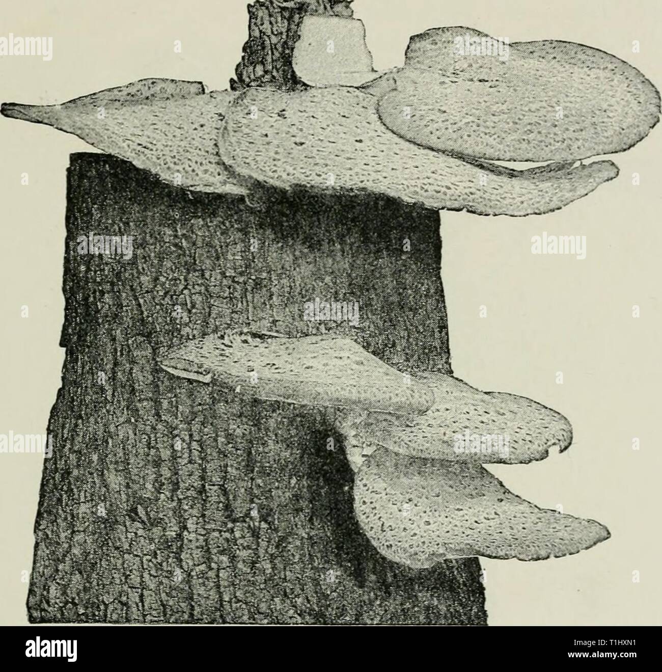 Middle Lamella High Resolution Stock Photography and Images - Alamy