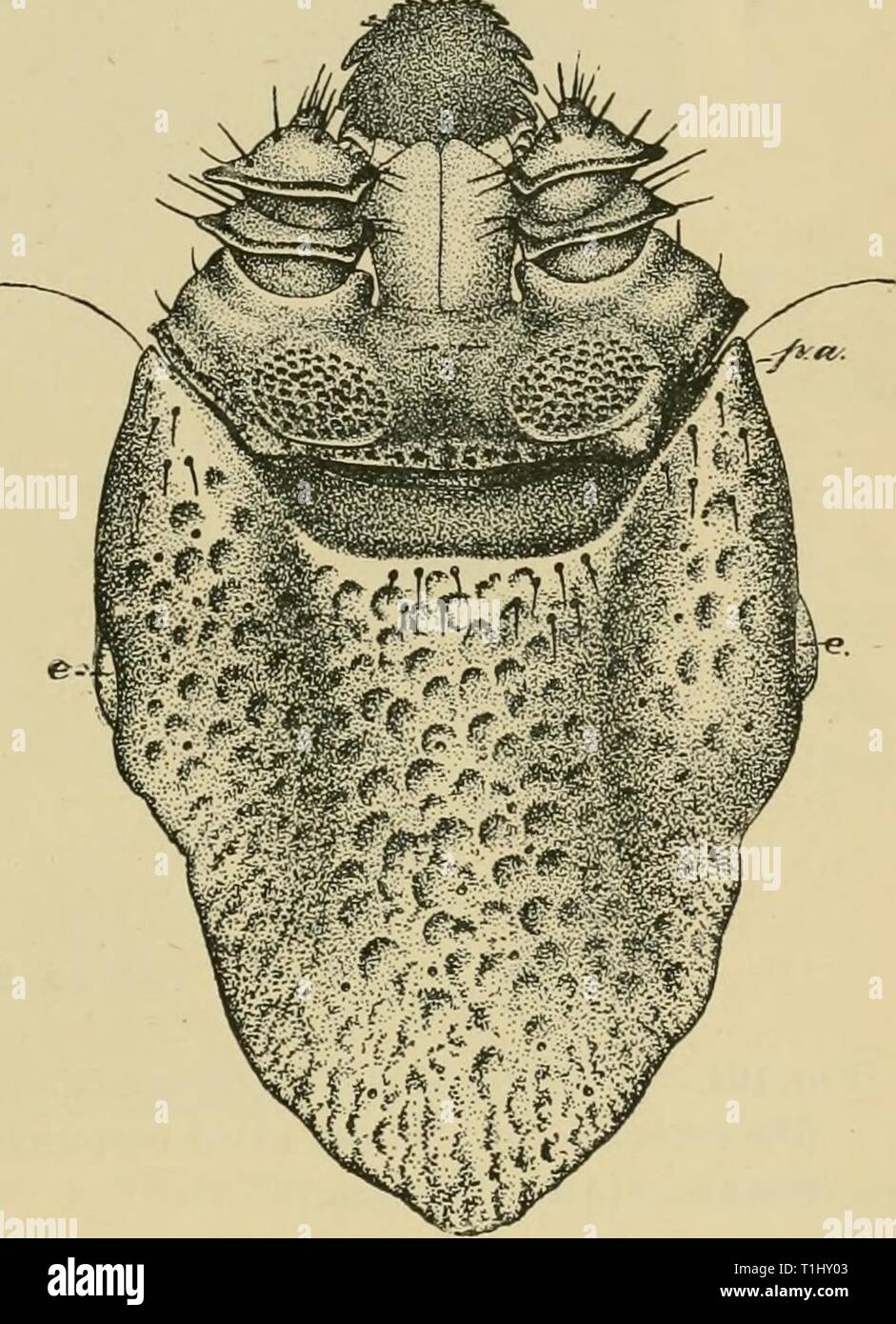 Nervous prostration hi-res stock photography and images - Alamy