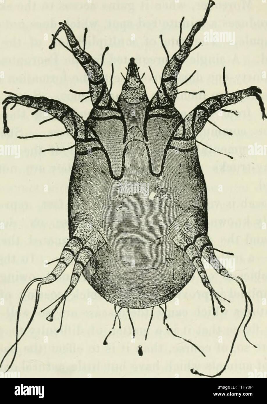 The diseases and disorders of The diseases and disorders of the ox ...