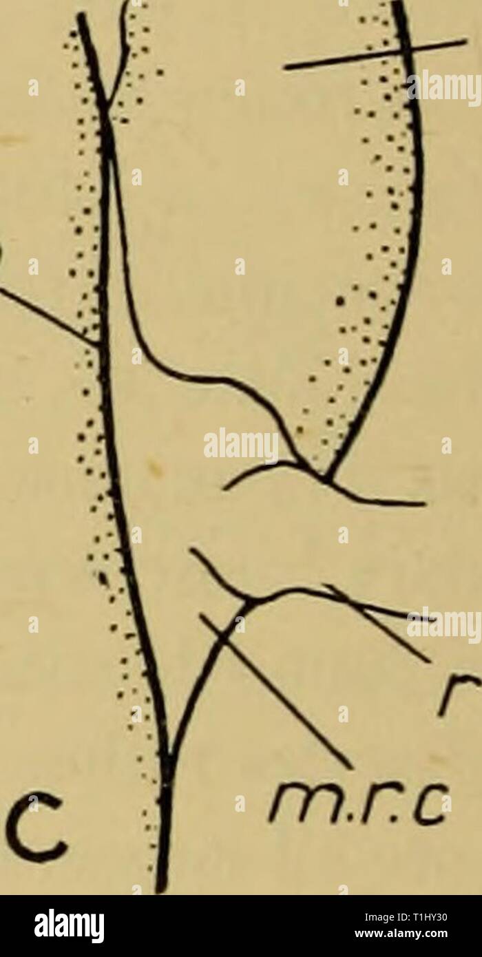 Opercula hi-res stock photography and images - Alamy