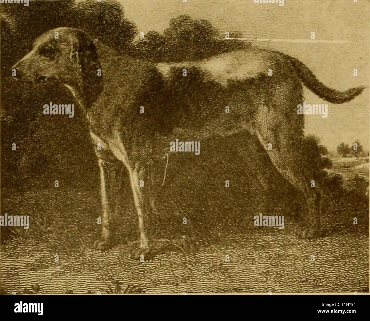 The dog book a Stock Photo - Alamy