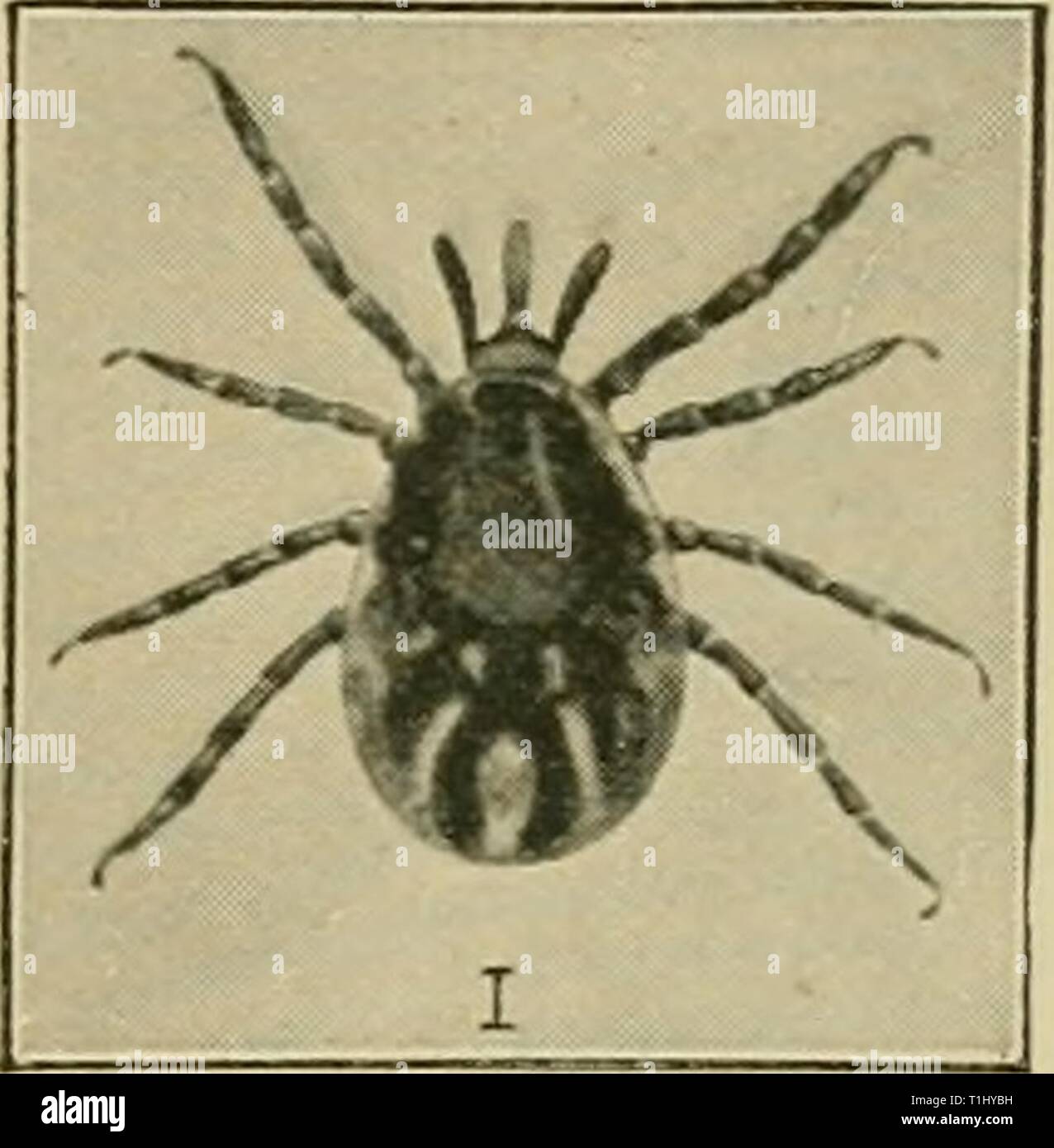 Tick larva hi-res stock photography and images - Alamy