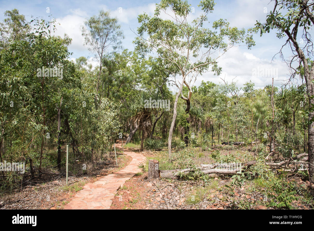 Stone path through the native bushland at Litchfield National Park in ...