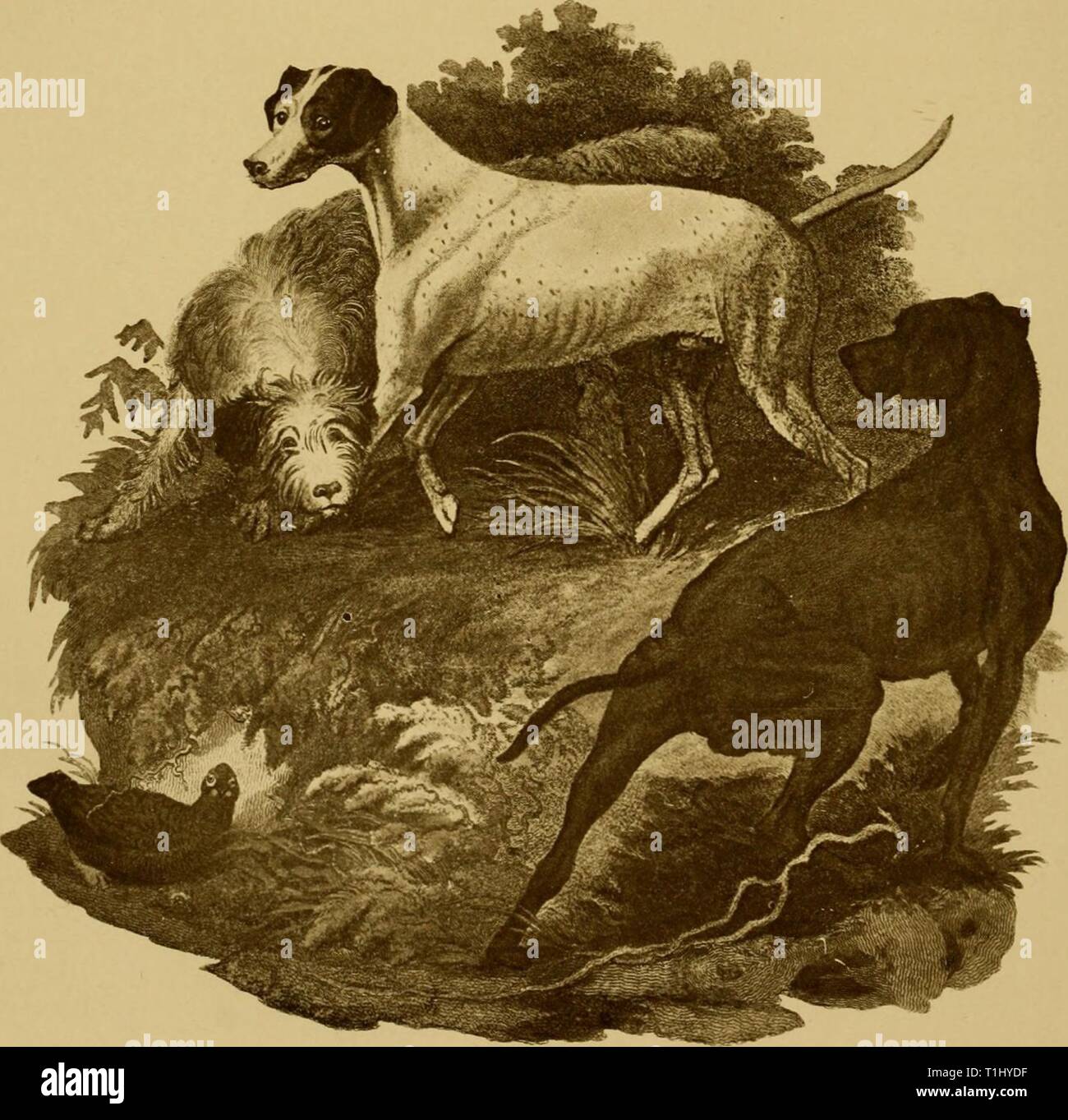 Sydenham edwards hi-res stock photography and images - Alamy