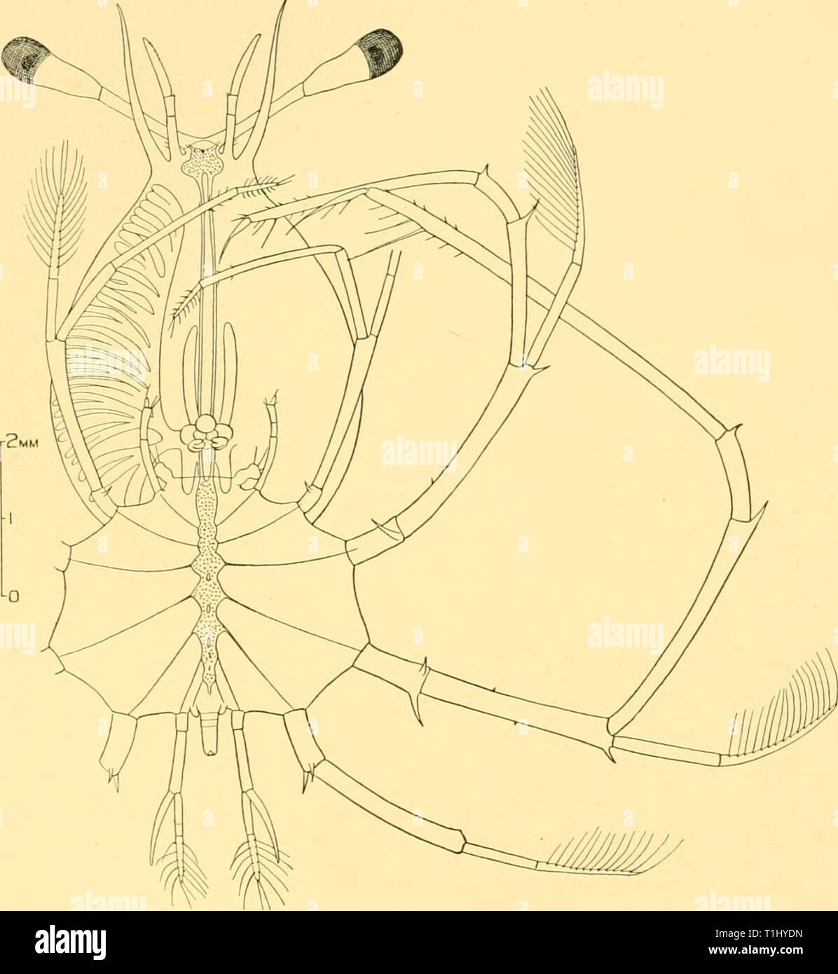 Palinurus vulgaris hi-res stock photography and images - Alamy