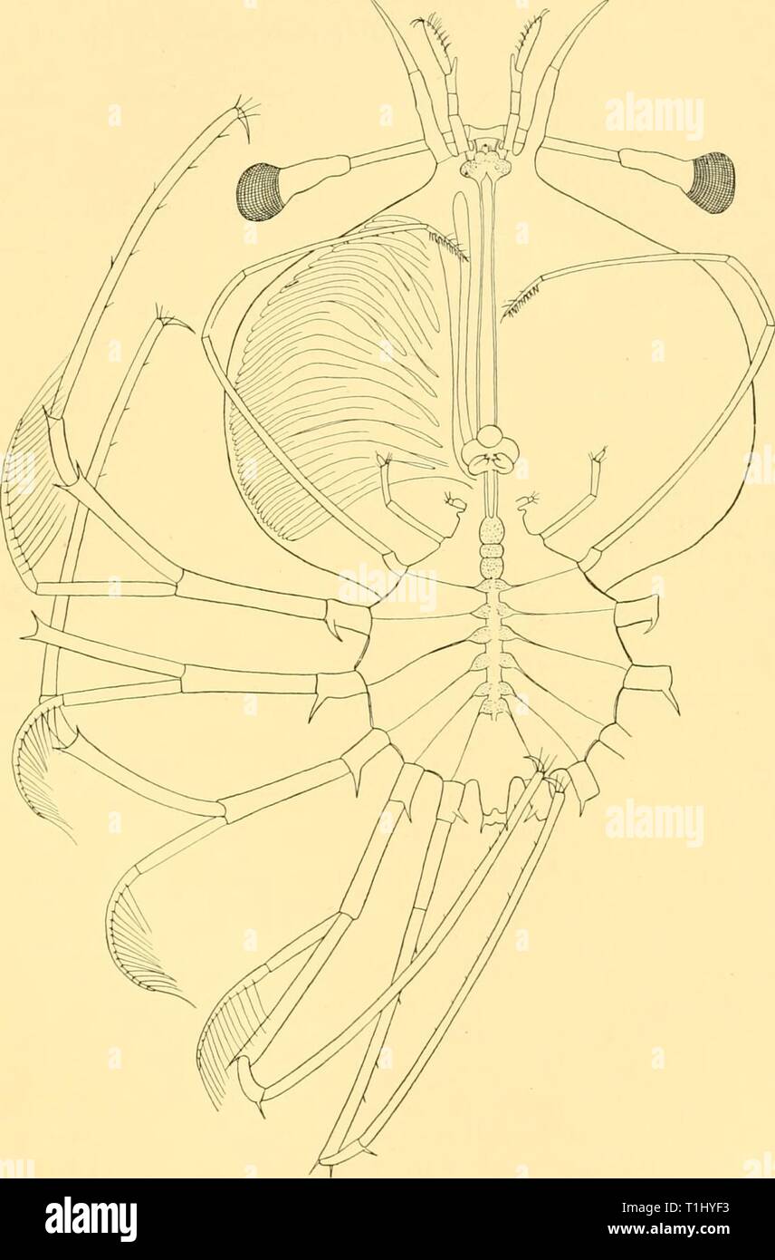 Discovery reports (1936) Discovery reports discoveryreports12inst Year ...