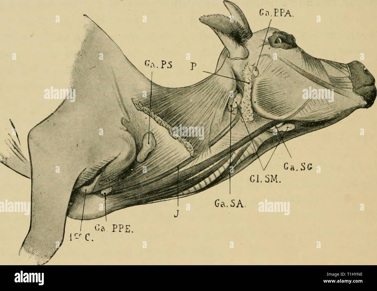 Lymphatics of head and neck hi-res stock photography and images - Alamy