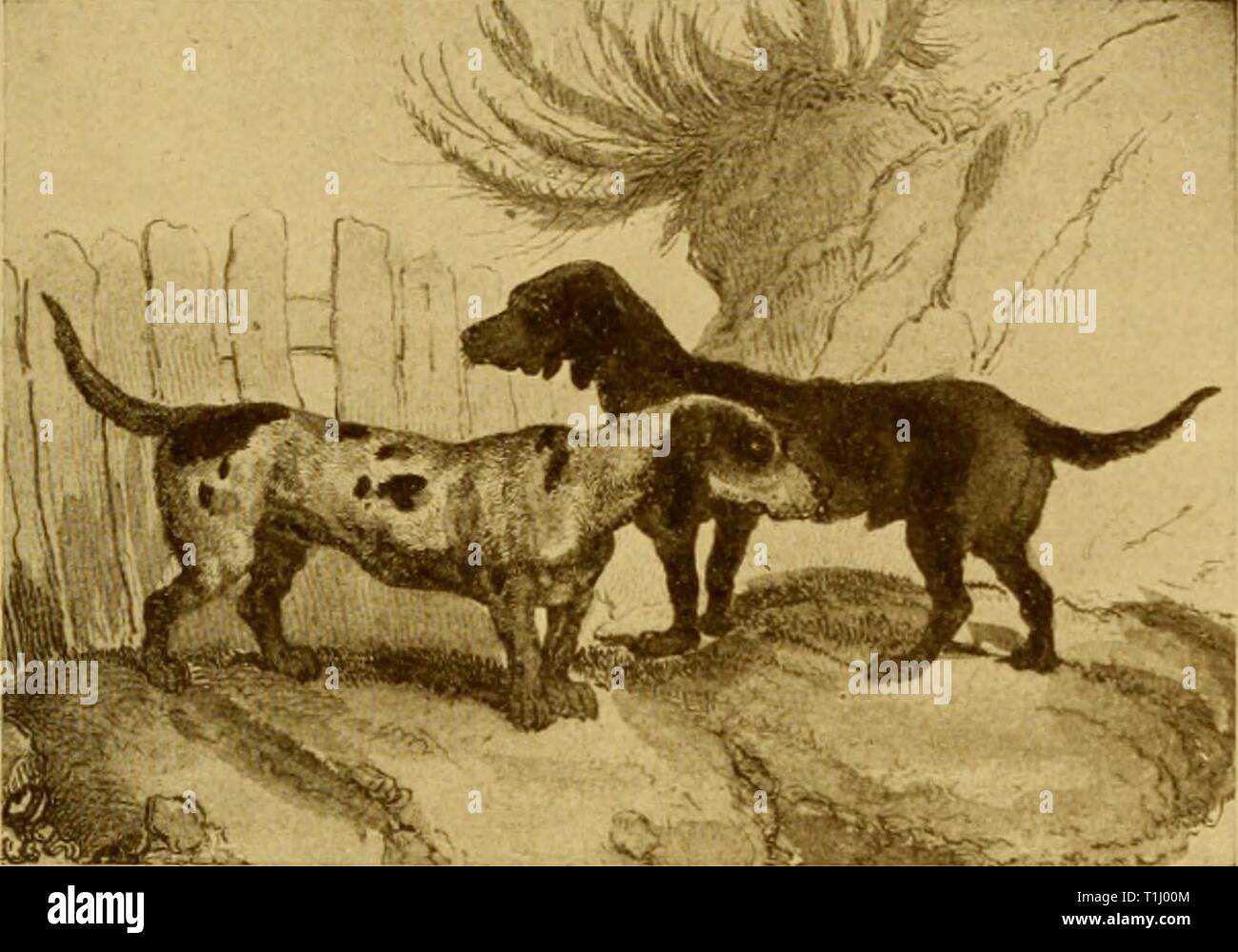 The dog book a Stock Photo - Alamy