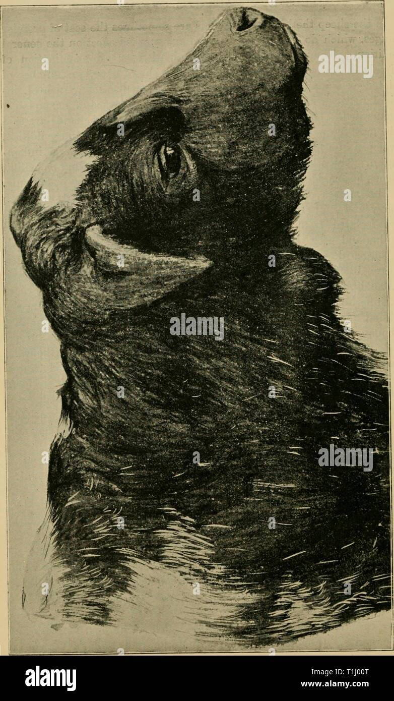 Diseases of cattle, sheep, goats Diseases of cattle, sheep, goats and ...