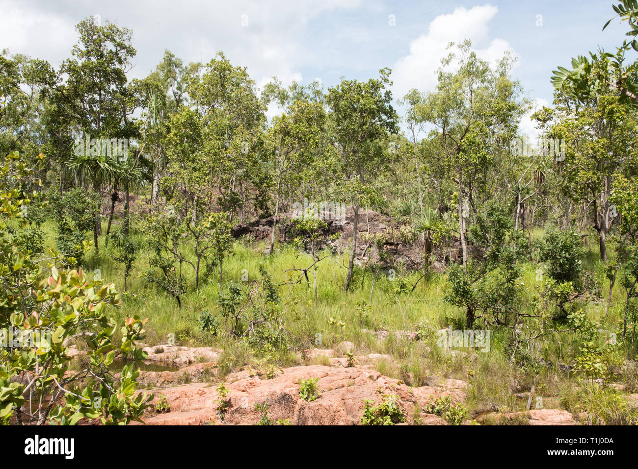 Native bushland and rock by the Buley Rock Holes in Litchfield National ...