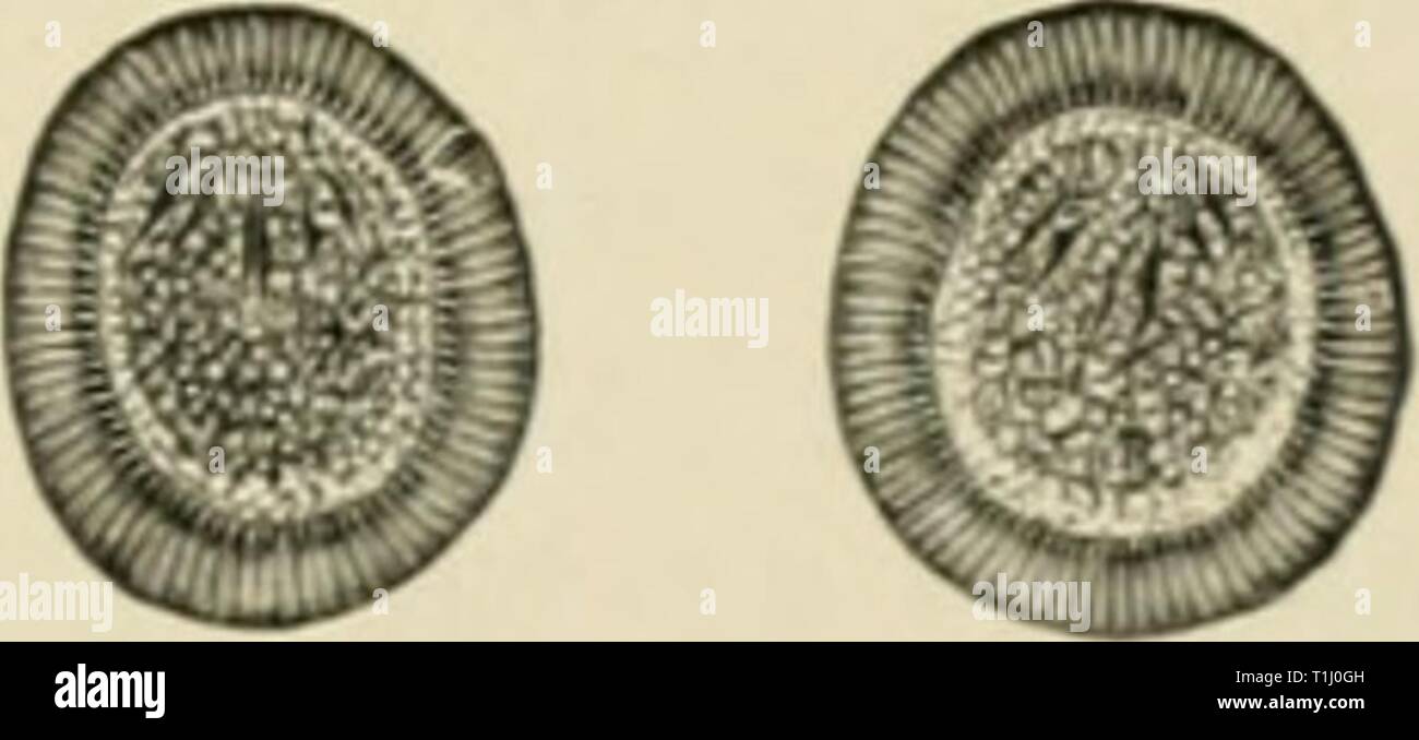 Taenia Solium Oncosphere