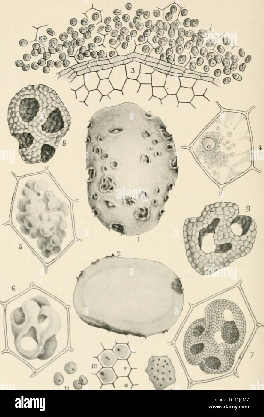 Diseases of cultivated plants and Diseases of cultivated plants and ...