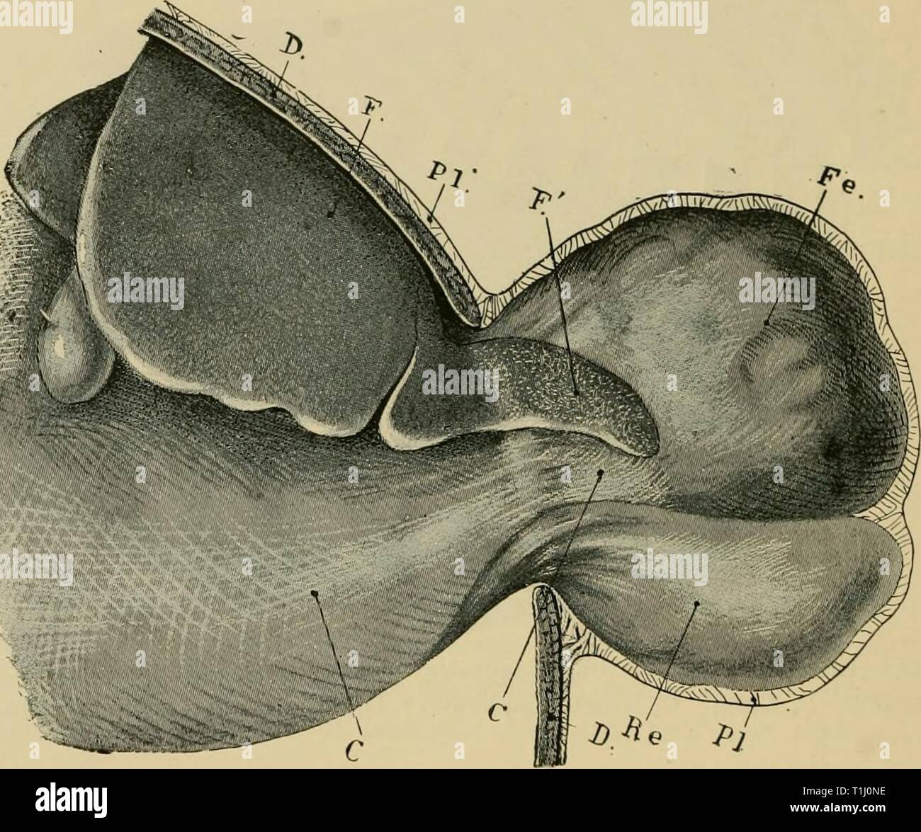Gastro enteritis hi-res stock photography and images - Alamy