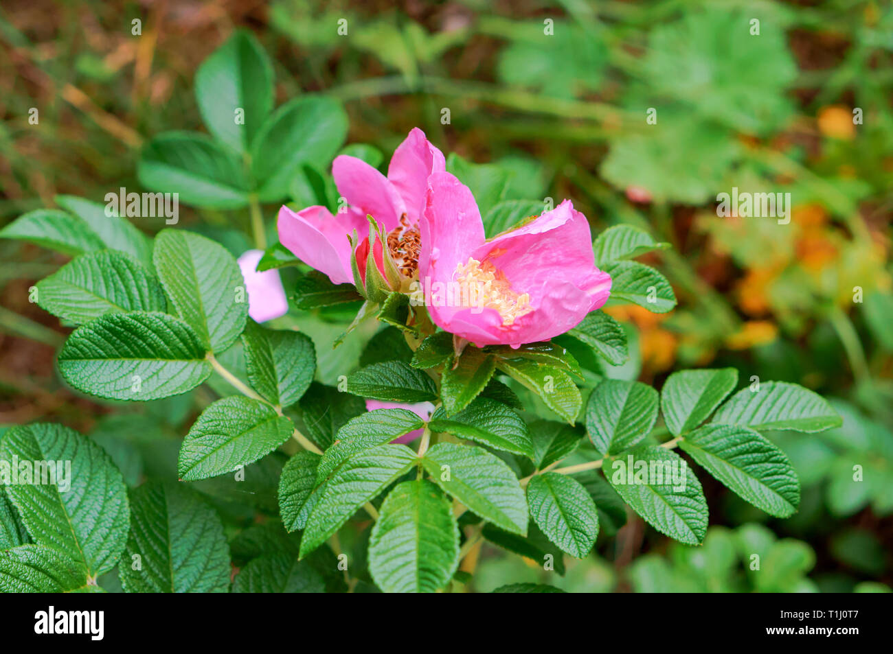 Wild rose bush hi-res stock photography and images - Alamy