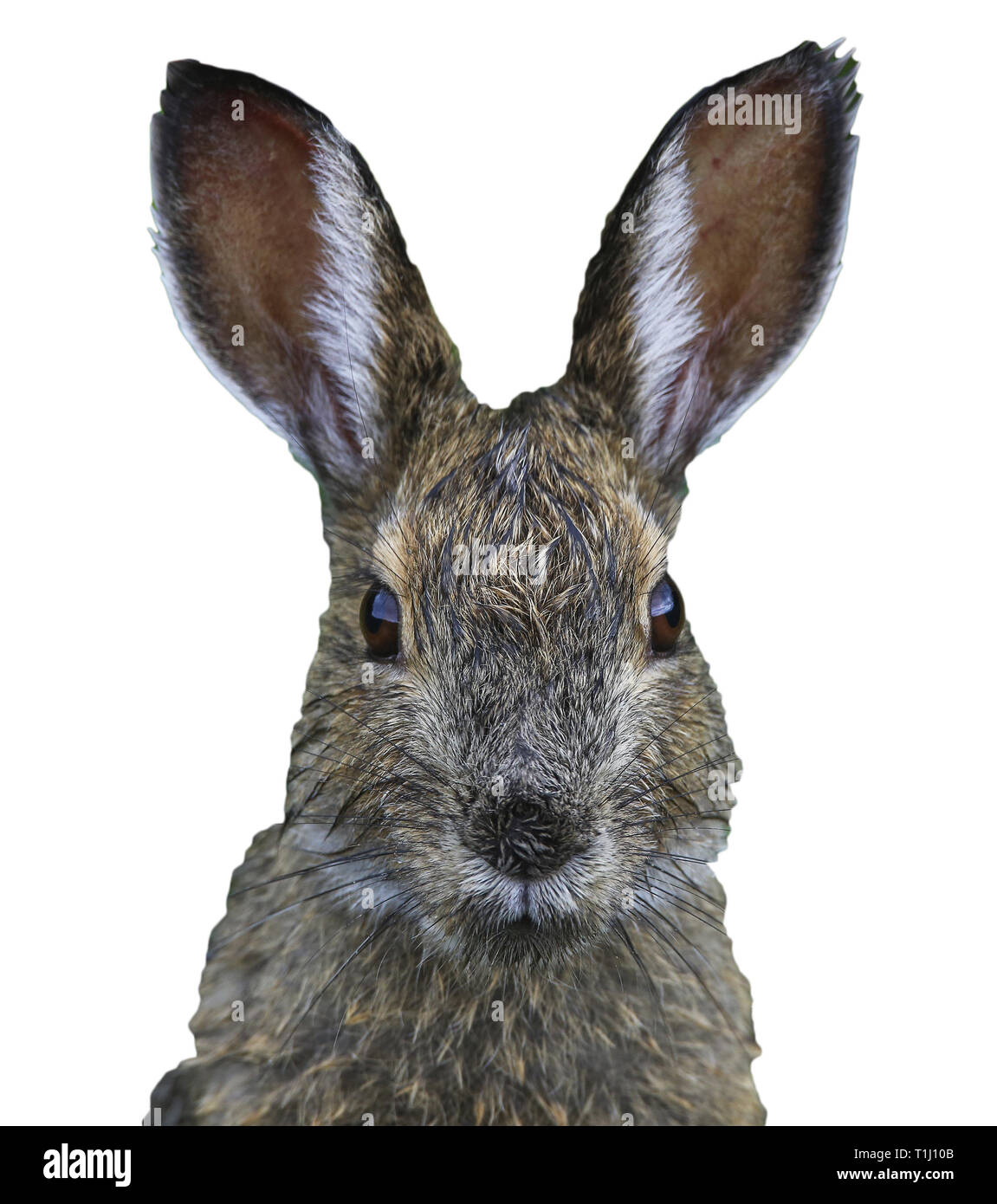 closeup of the face of hare, funny easter bunny head isolated on a ...
