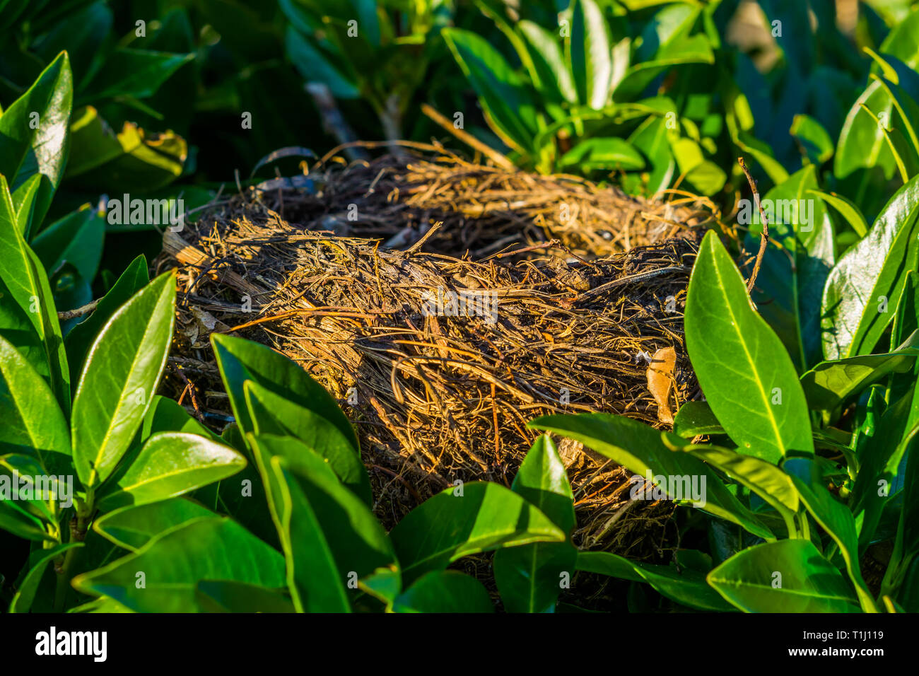 Birds nest hidden in a tree with green leaves, bird home, animal ...