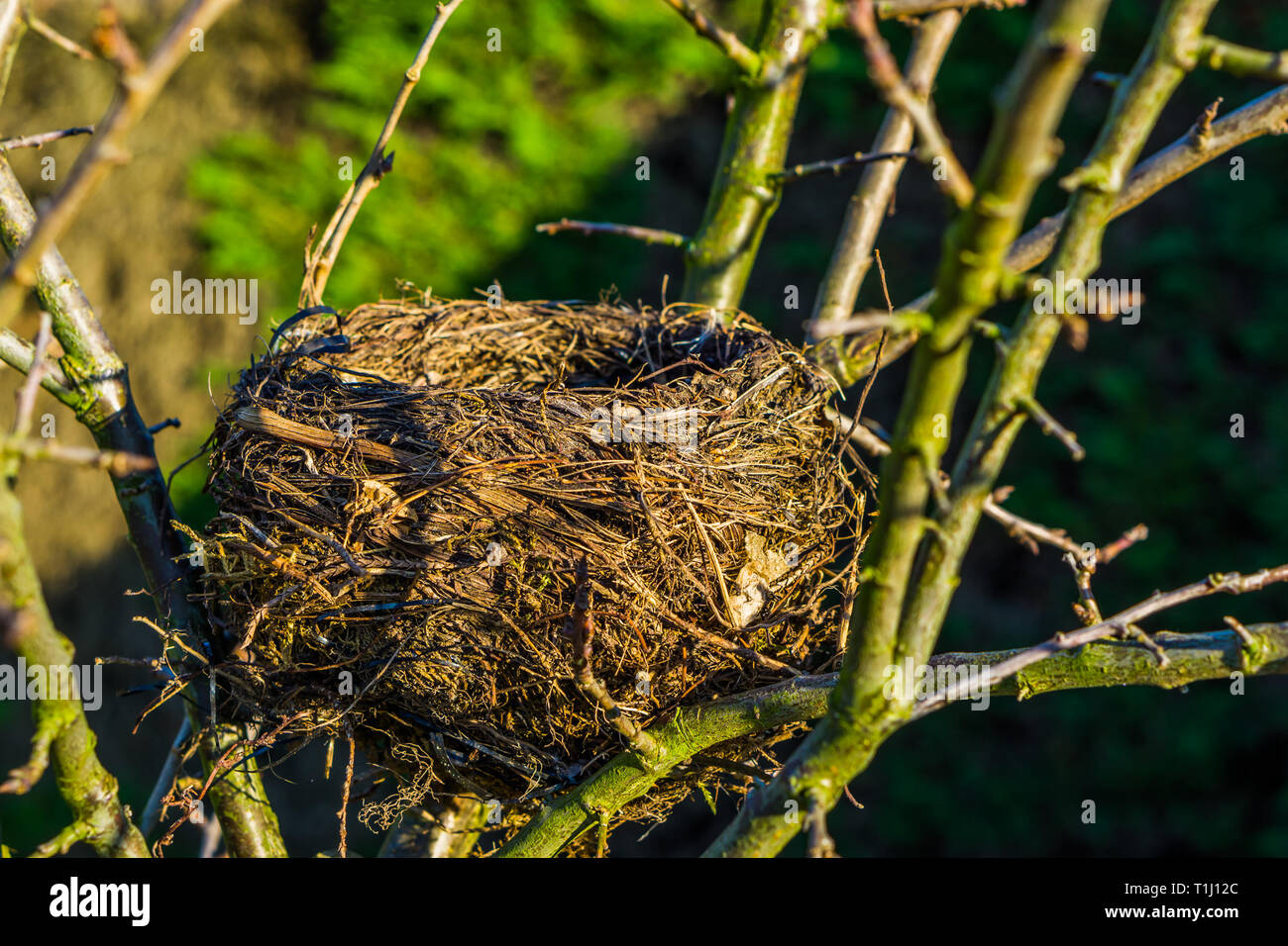 closeup of a bird nest in a tree, birds breeding season during spring ...