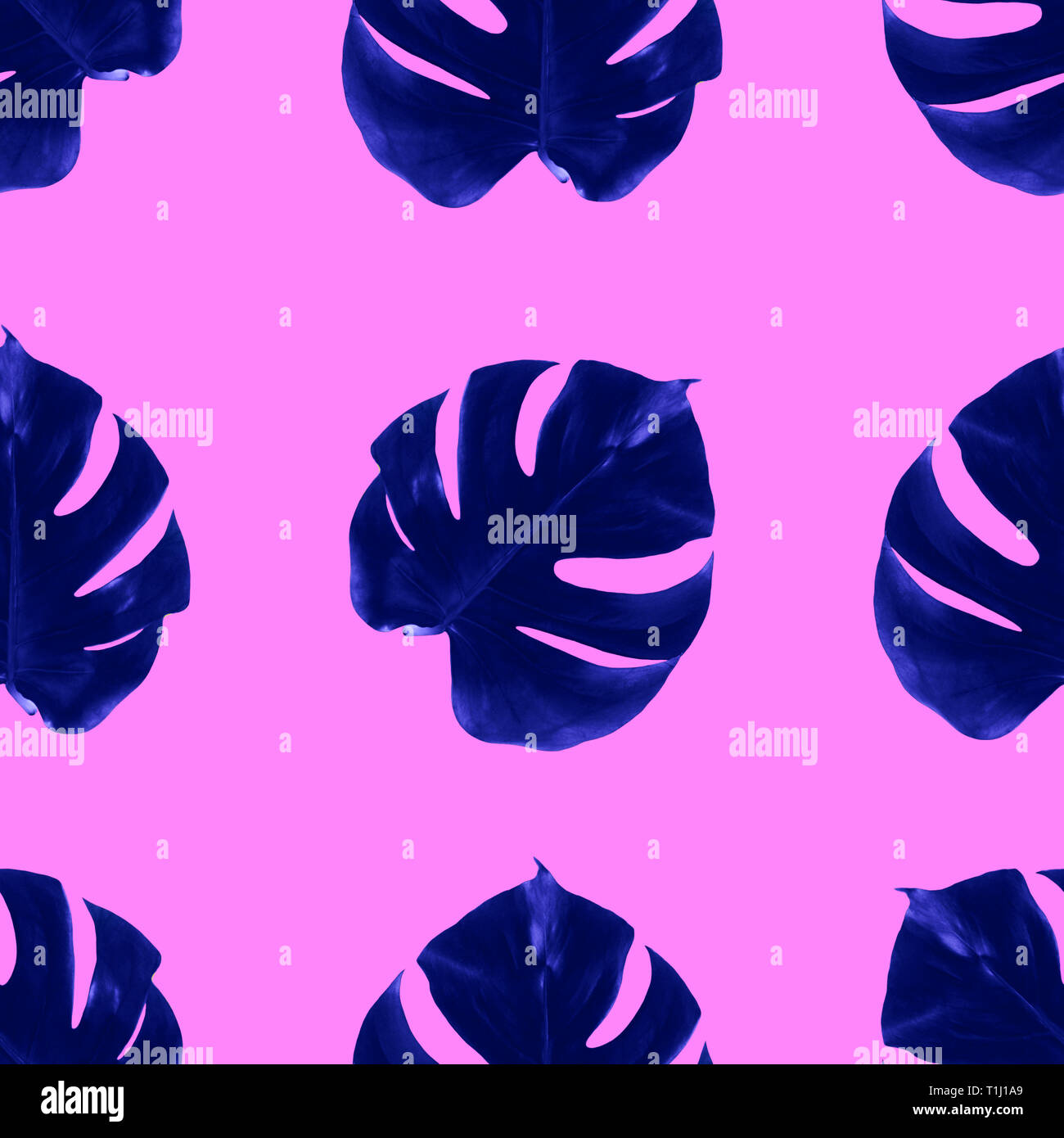 Realistic print with blue leaves of monstera on a pink background ...