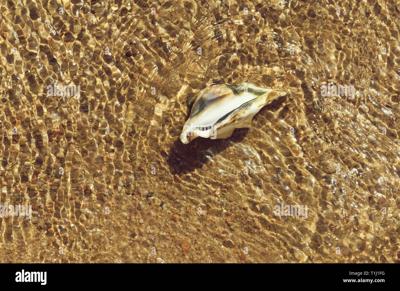 Beautiful marine shell in sea water Stock Photo - Alamy