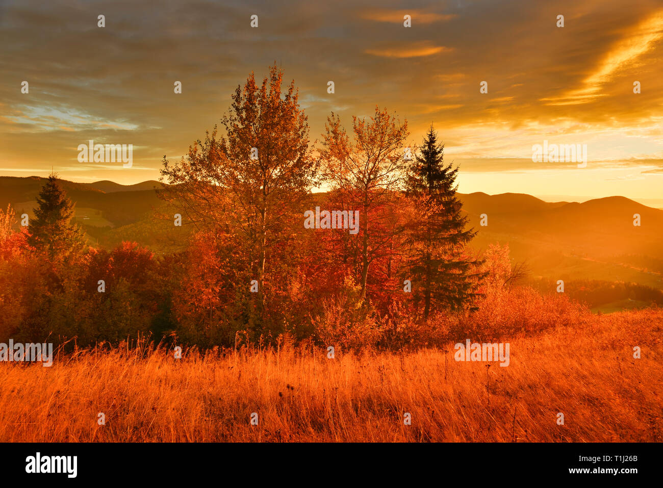 Forest path on an autumn morning hi-res stock photography and images ...