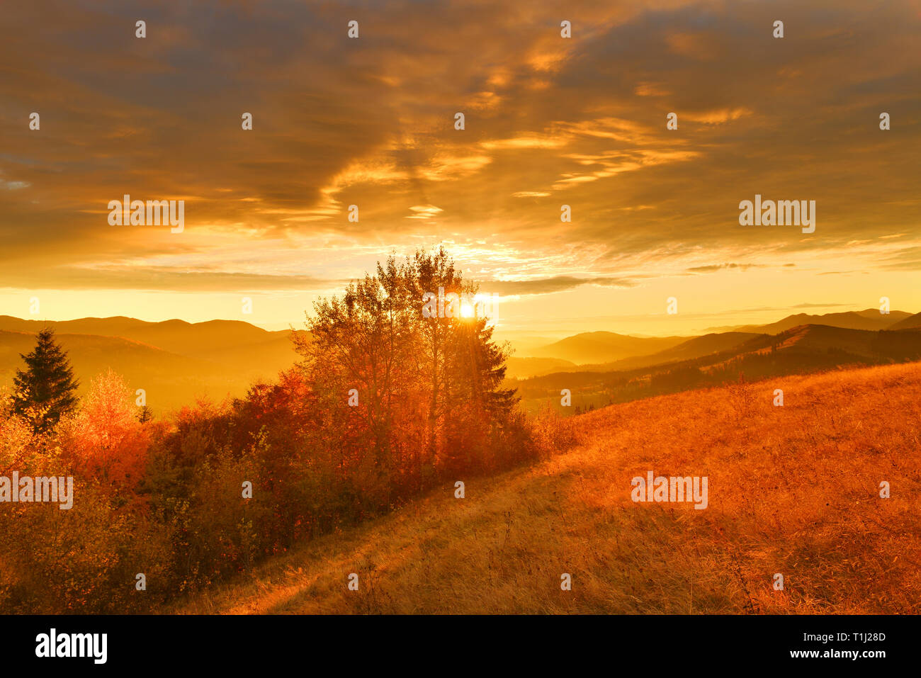 Forest path on an autumn morning hi-res stock photography and images ...