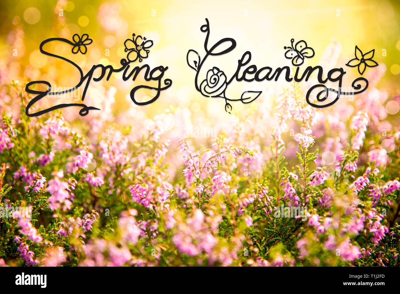 Sunny Erica Flower Field, Calligraphy Spring Cleaning Stock Photo - Alamy