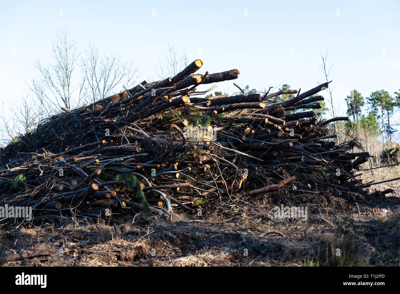 Deforestation in rural areas of the forest with trunks lying on the ...