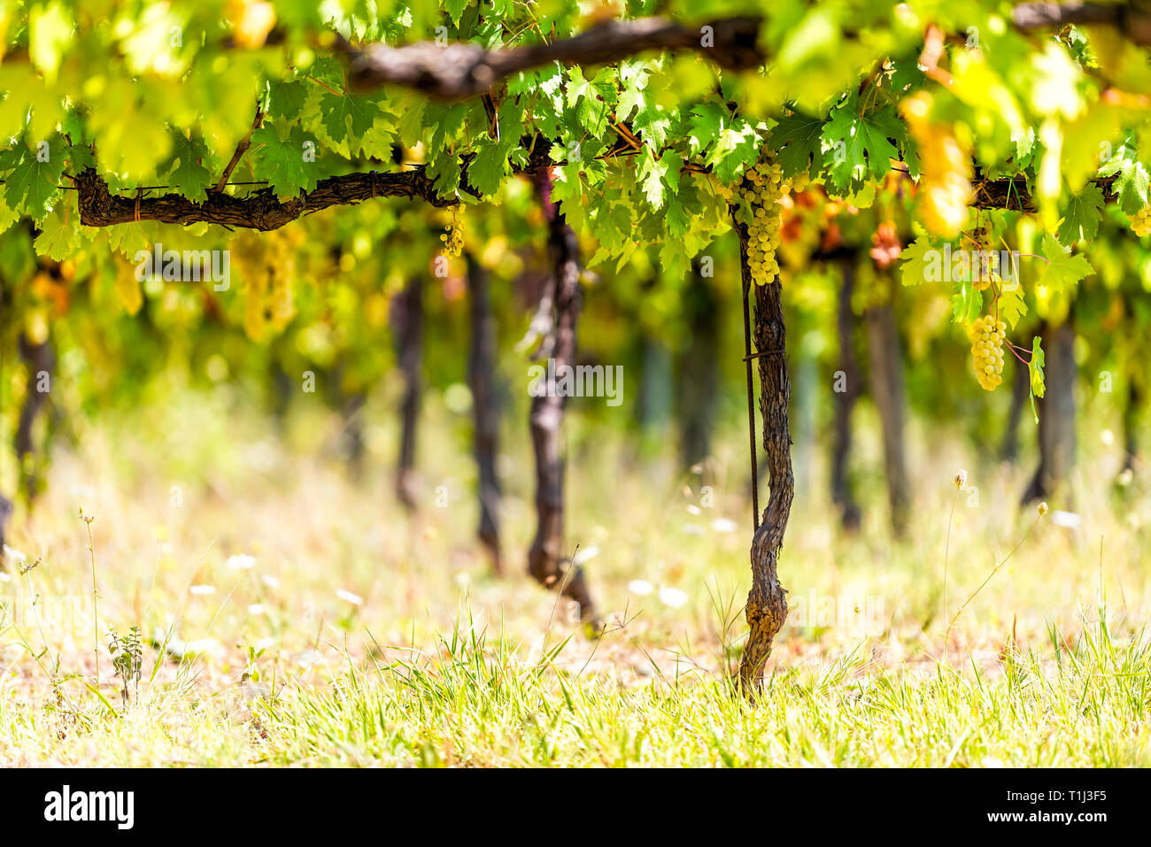 Many white green or yellow wine Grechetto grapes hanging grapevine ...