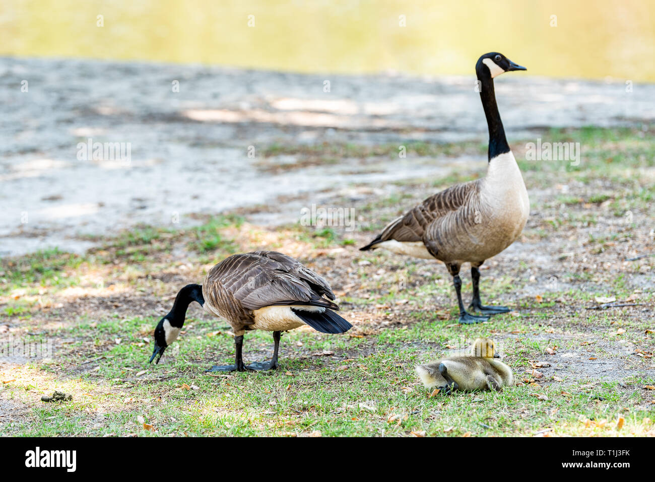 Family goose parents with baby gosling bird chick on lawn grass eating ...