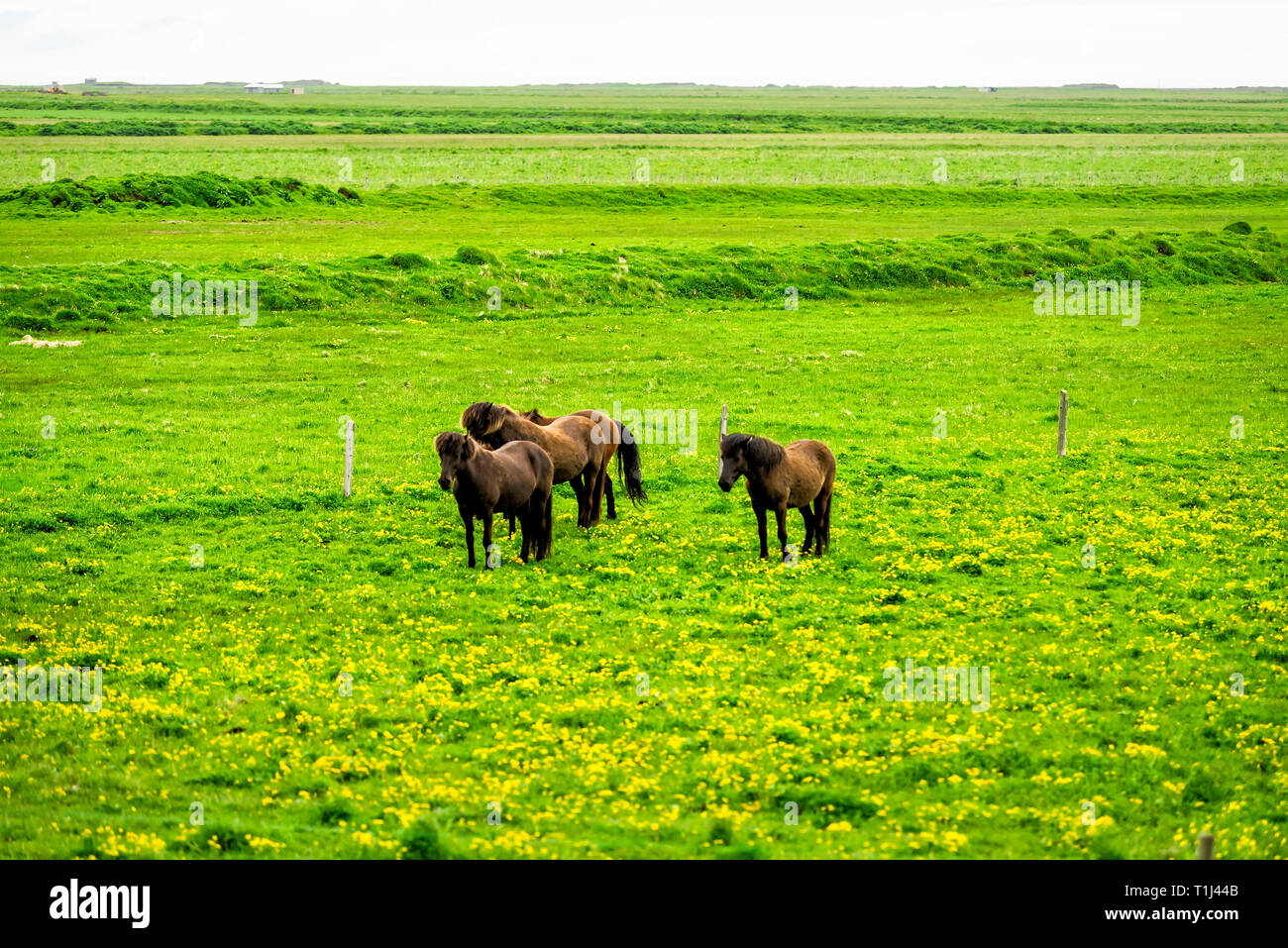 Horse standing field wildflowers hi-res stock photography and images ...