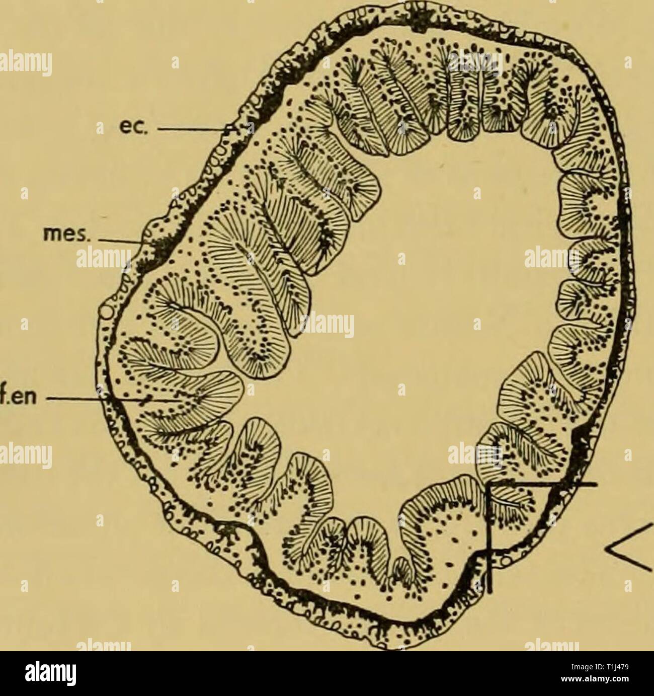 Gastrozooid hi-res stock photography and images - Alamy