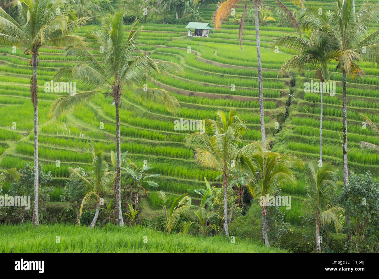 Rice harvest fields bali palm trees hi-res stock photography and images ...