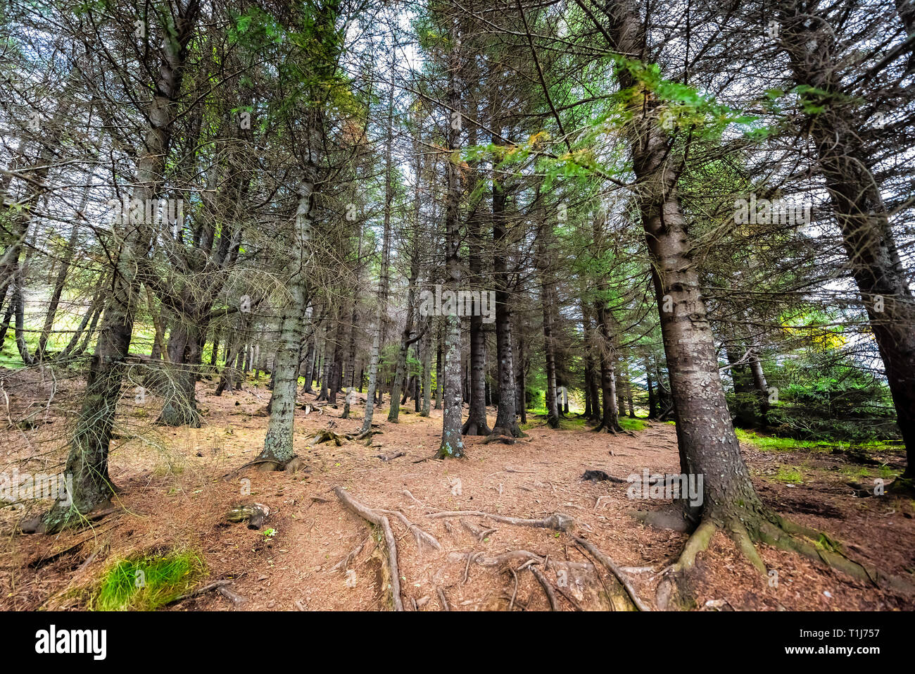 Thingvellir, Iceland National Park day wide angle landscape of woods ...