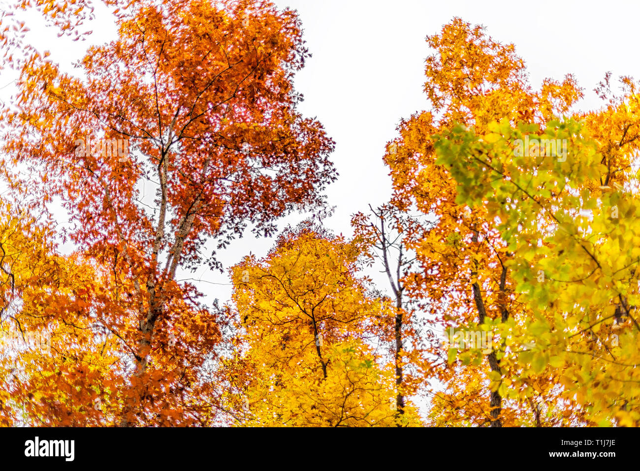 Virginia oak trees hi-res stock photography and images - Alamy